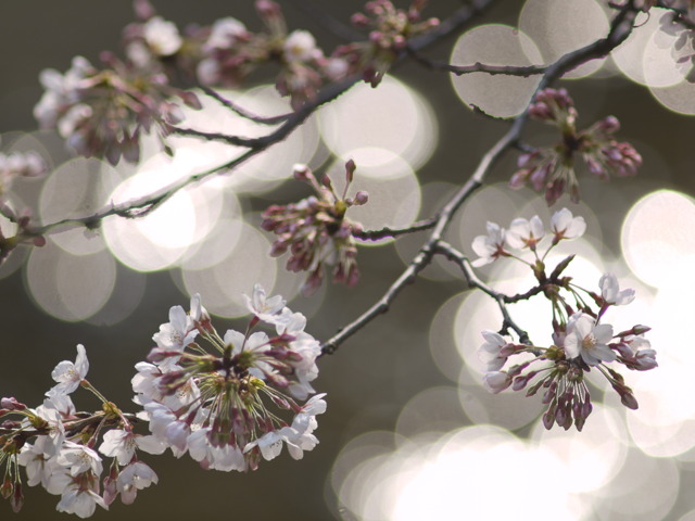 P1070744 by tako-suke （ID：490830） - 写真共有サイト:PHOTOHITO