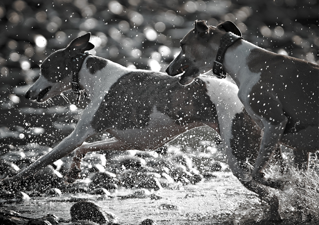 思い出の初夏の飛沫 by うちのラッキー （ID：1515868） - 写真共有サイト:PHOTOHITO
