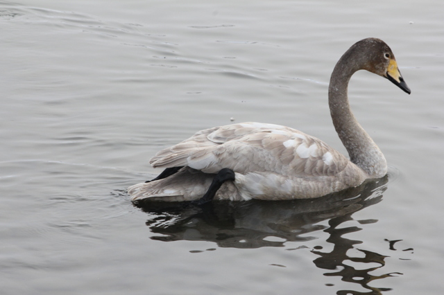 IMG_3964 by 月斗 優 （ID：1708236） - 写真共有サイト:PHOTOHITO