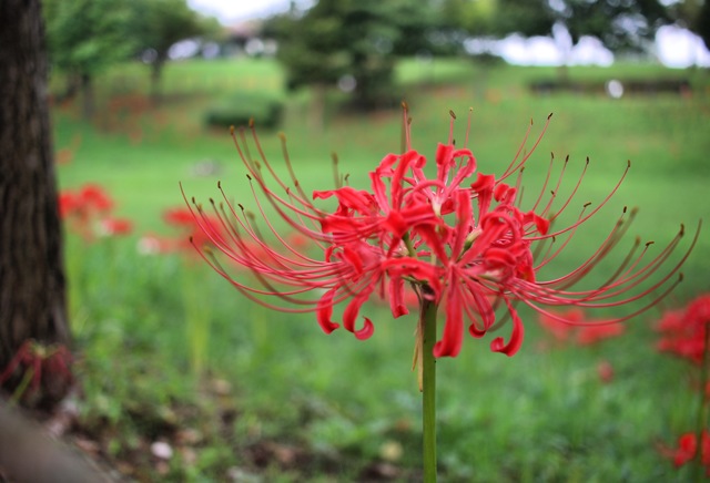 彼岸花 by GSW （ID：6080555） - 写真共有サイト:PHOTOHITO