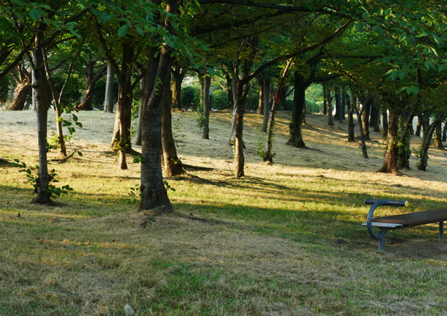 公園の朝 By 裕 369 （id：8861633） 写真共有サイト Photohito