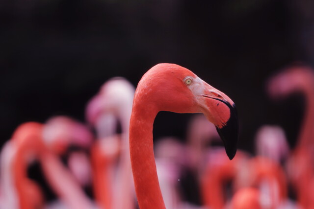flamingo by zinn （ID：12921974） - 写真共有サイト:PHOTOHITO