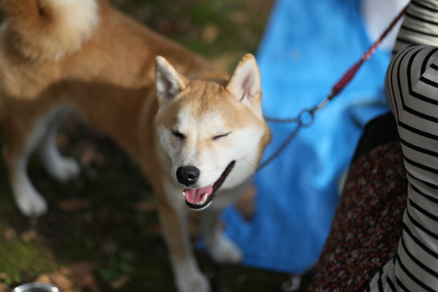 眩しい～ by ebisu3 （ID：6170262） - 写真共有サイト:PHOTOHITO