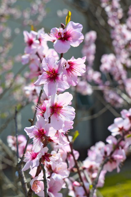 艶やかに by e.noah （ID：12927736） - 写真共有サイト:PHOTOHITO