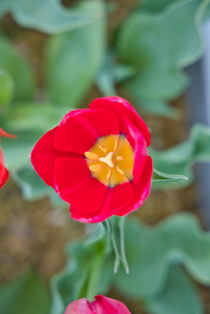 チューリップ4 by e.noah （ID：12945585） - 写真共有サイト:PHOTOHITO