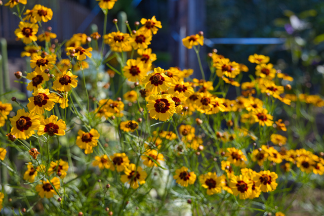 ハルシャギクNo.112 by e.noah （ID：13069923） - 写真共有サイト:PHOTOHITO