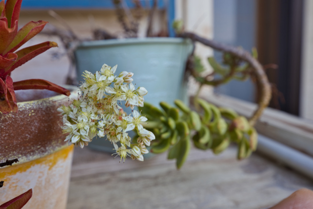 セダムクラバタムNo.63 by e.noah （ID：13002378） - 写真共有サイト:PHOTOHITO