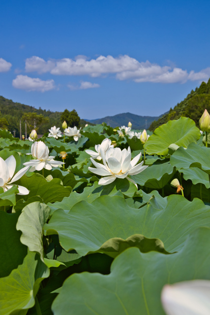 爽やか by e.noah （ID：13106386） - 写真共有サイト:PHOTOHITO