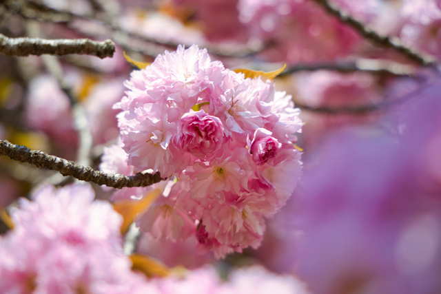 こんもり by e.noah （ID：12975022） - 写真共有サイト:PHOTOHITO