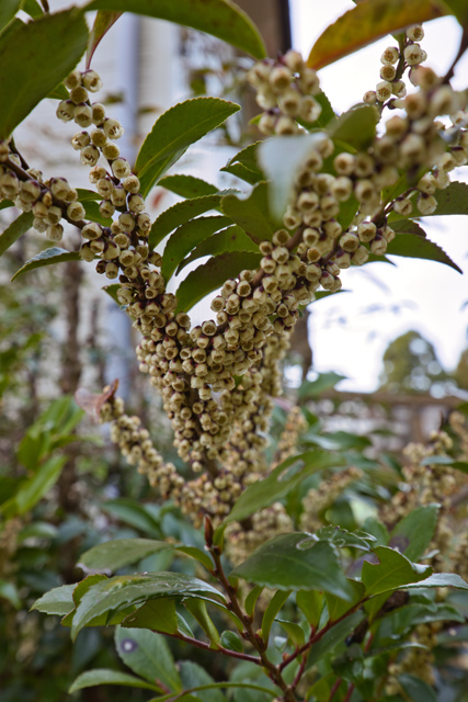 姫榊No.11 by e.noah （ID：12938796） - 写真共有サイト:PHOTOHITO