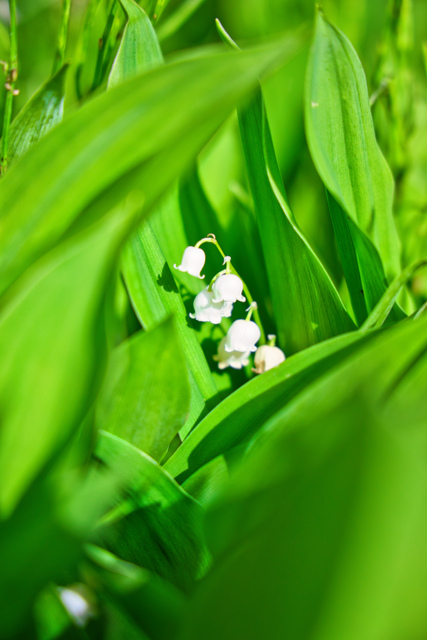 スズランNo.45 by e.noah （ID：12992040） - 写真共有サイト:PHOTOHITO