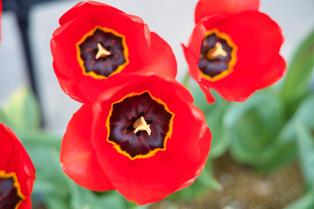 チューリップ2 by e.noah （ID：12945583） - 写真共有サイト:PHOTOHITO