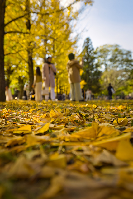 敷き詰める by e.noah （ID：12129878） - 写真共有サイト:PHOTOHITO