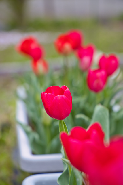 チューリップNo.28 by e.noah （ID：12945584） - 写真共有サイト:PHOTOHITO