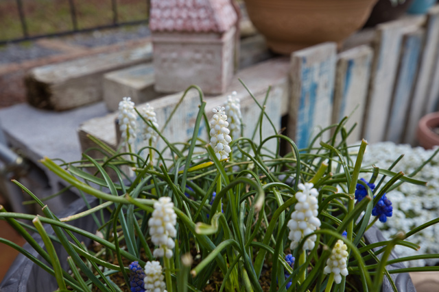 白ムスカリ by e.noah （ID：12943887） - 写真共有サイト:PHOTOHITO