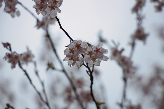 早春 No.6 by e.noah （ID：12903518） - 写真共有サイト:PHOTOHITO