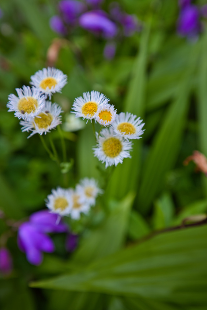 ハルジオンNo.82 by e.noah （ID：13014502） - 写真共有サイト:PHOTOHITO