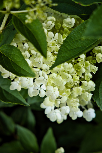 ピラミッドアジサイNo.122 by e.noah （ID：13080191） - 写真共有サイト:PHOTOHITO