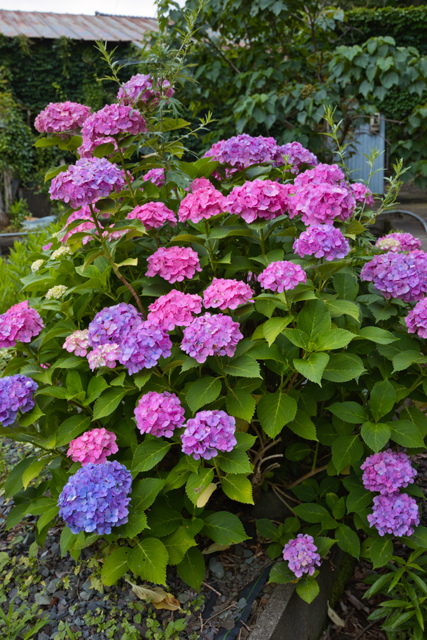 紫陽花 by e.noah （ID：13058087） - 写真共有サイト:PHOTOHITO