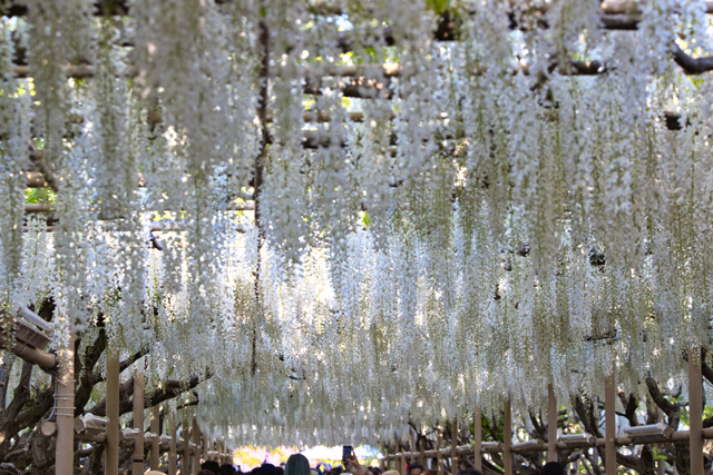 白藤棚 by e.noah （ID：12978508） - 写真共有サイト:PHOTOHITO