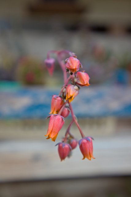 エケベリア・デスメティアナNo.98 by e.noah （ID：13046080） - 写真共有サイト:PHOTOHITO