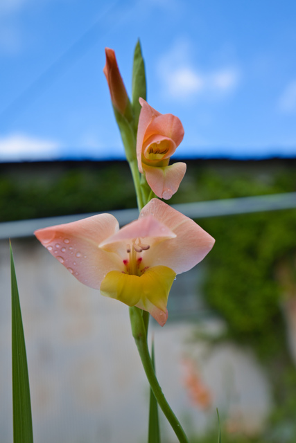 グラジオラス by e.noah （ID：12500866） - 写真共有サイト:PHOTOHITO