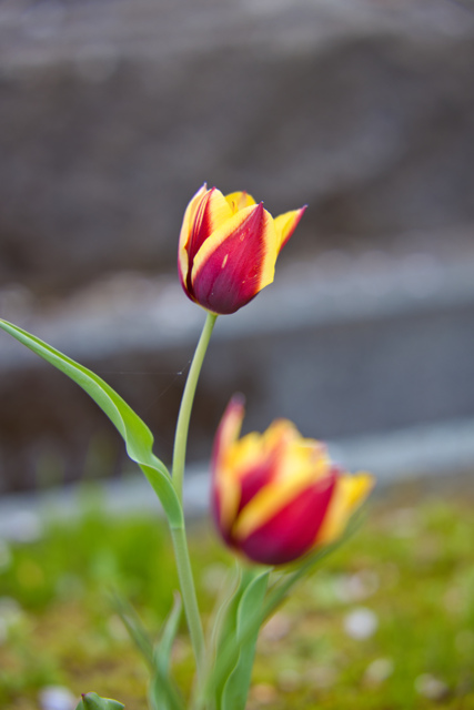 チューリップNo.30 by e.noah （ID：12945588） - 写真共有サイト:PHOTOHITO