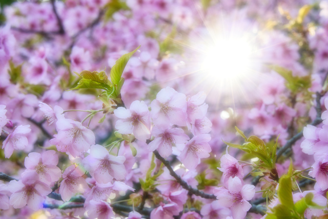 眩惑 by e.noah （ID：11705788） - 写真共有サイト:PHOTOHITO