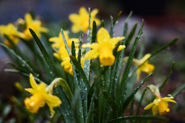 葉が主役でも by e.noah （ID：12900660） - 写真共有サイト:PHOTOHITO