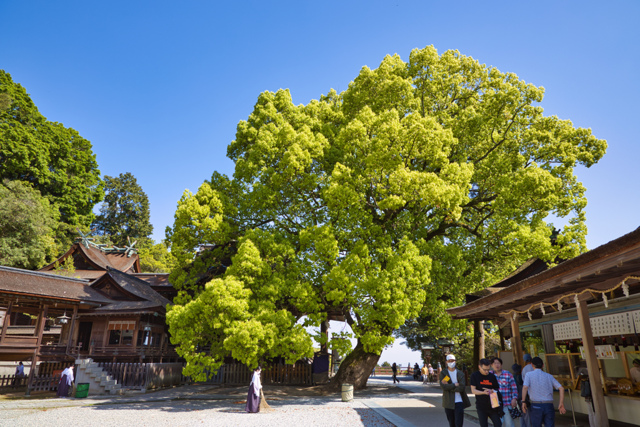 境内大木 by e.noah （ID：11784332） - 写真共有サイト:PHOTOHITO