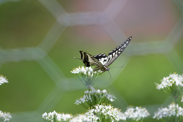 ふわ～ by e.noah （ID：13160618） - 写真共有サイト:PHOTOHITO