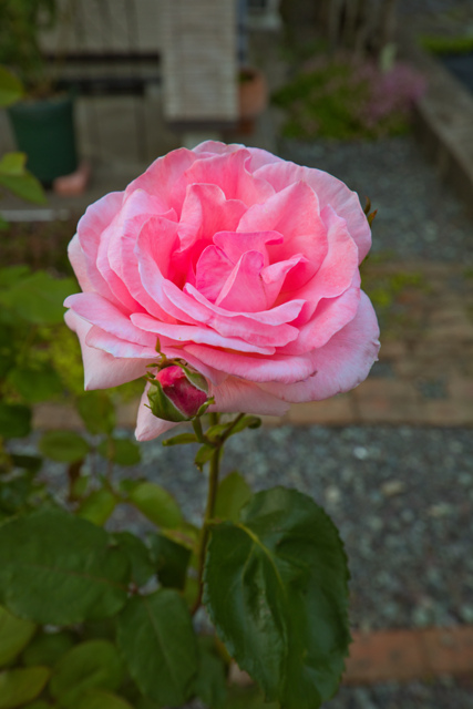 薔薇（ピンク）No.78 by e.noah （ID：13012985） - 写真共有サイト:PHOTOHITO