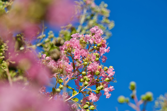 サルスベリ by e.noah （ID：13109432） - 写真共有サイト:PHOTOHITO