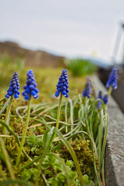 ムスカリNo.9 by e.noah （ID：12938794） - 写真共有サイト:PHOTOHITO