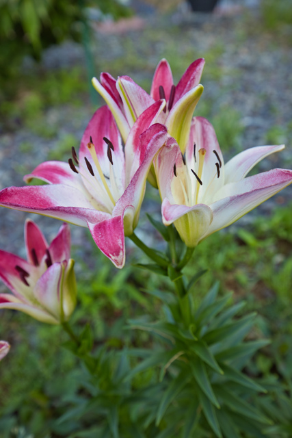 コリーポップNo.93 by e.noah （ID：13026035） - 写真共有サイト:PHOTOHITO