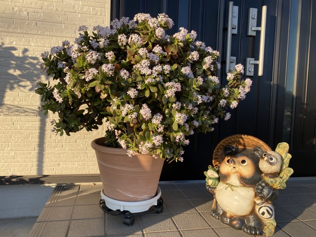 おー！満開 No.1 by e.noah （ID：12867281） - 写真共有サイト:PHOTOHITO