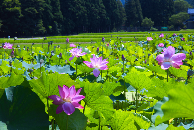 浄土 by e.noah （ID：12533092） - 写真共有サイト:PHOTOHITO