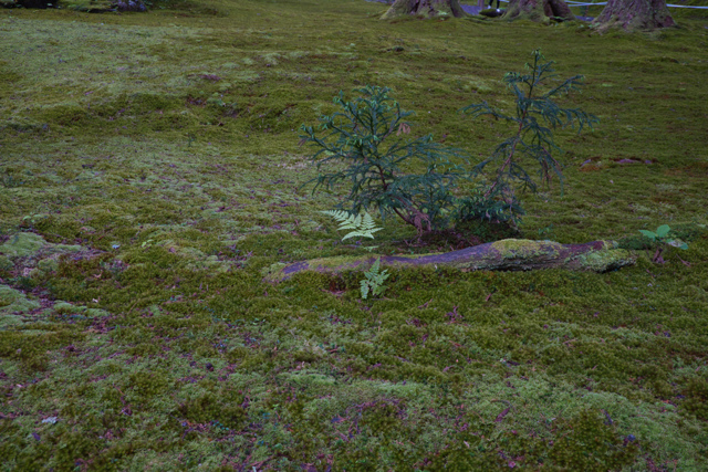 ちから by e.noah （ID：13008001） - 写真共有サイト:PHOTOHITO