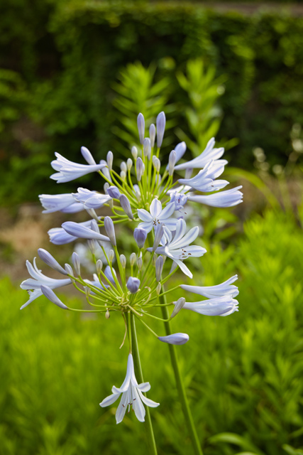 アガパンサスNo.120 by e.noah （ID：13078901） - 写真共有サイト:PHOTOHITO