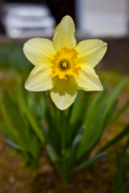 ラッパ水仙No.7 by e.noah （ID：12919195） - 写真共有サイト:PHOTOHITO