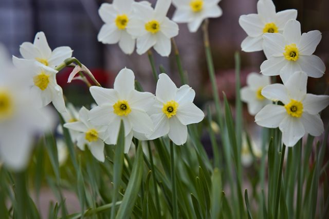 水仙 by e.noah （ID：12945587） - 写真共有サイト:PHOTOHITO