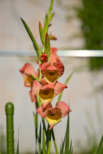 グラジオラスNo.111 by e.noah （ID：13068643） - 写真共有サイト:PHOTOHITO