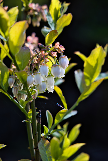 ブルーベリーNo.48 by e.noah （ID：12992039） - 写真共有サイト:PHOTOHITO