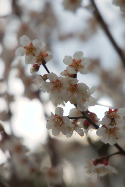 淡く by e.noah （ID：12293816） - 写真共有サイト:PHOTOHITO