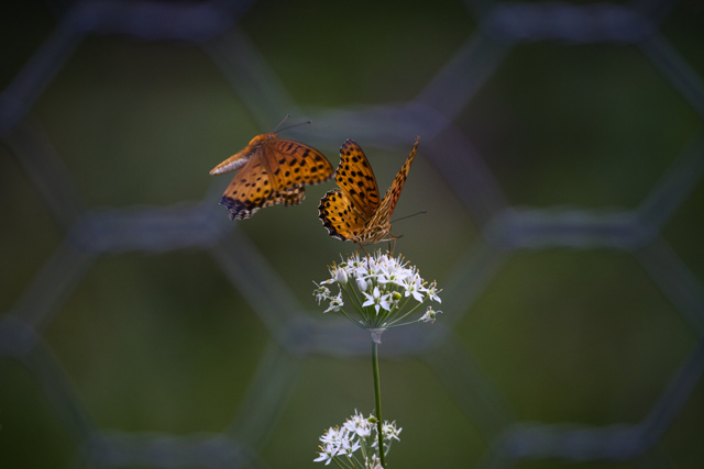 戯れ by e.noah （ID：12609222） - 写真共有サイト:PHOTOHITO