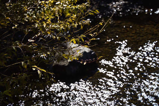 白式部 by e.noah （ID：12694661） - 写真共有サイト:PHOTOHITO