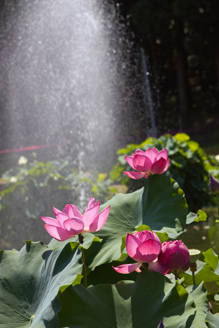 涼しげ by e.noah （ID：13107993） - 写真共有サイト:PHOTOHITO