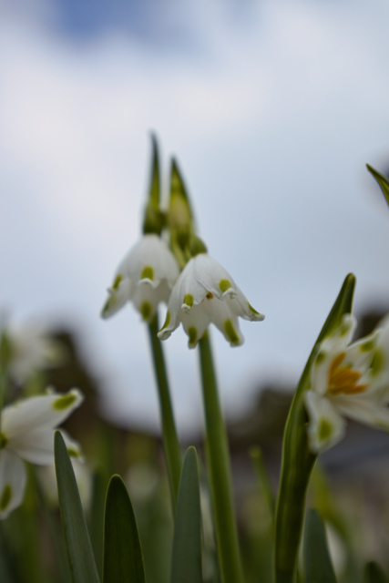 スノーフレークNo.26 by e.noah （ID：12945581） - 写真共有サイト:PHOTOHITO