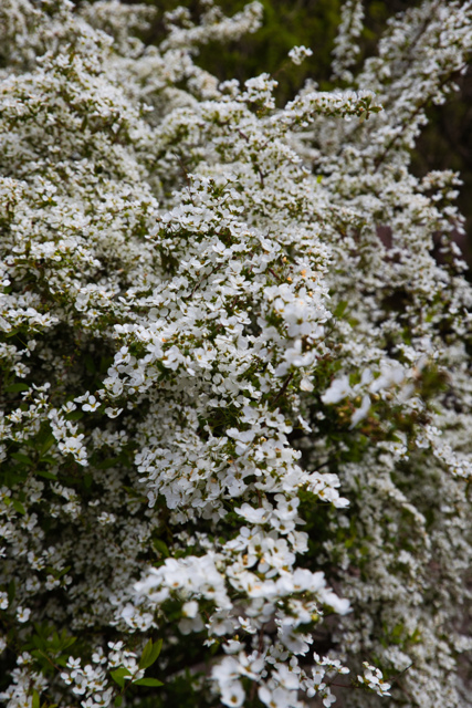 ユキヤナギ by e.noah （ID：12359238） - 写真共有サイト:PHOTOHITO