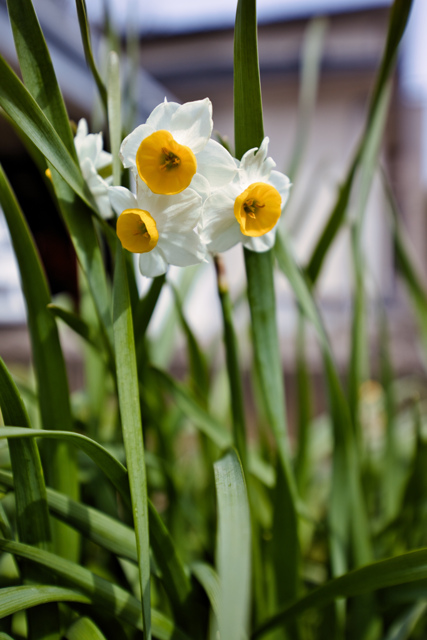 フサザキ水仙No.8 by e.noah （ID：12919197） - 写真共有サイト:PHOTOHITO